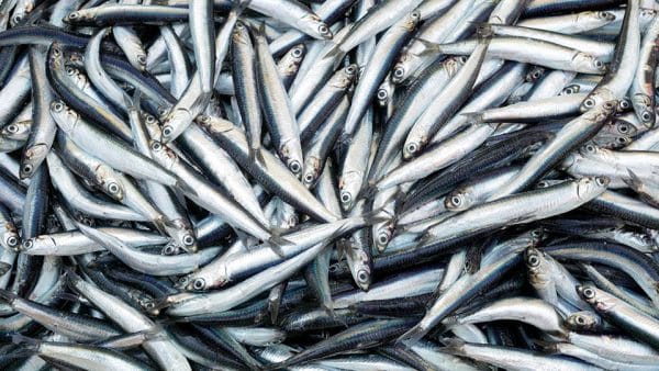 Anchoa, boquerón y bocarte diferencia ¿es lo mismo?